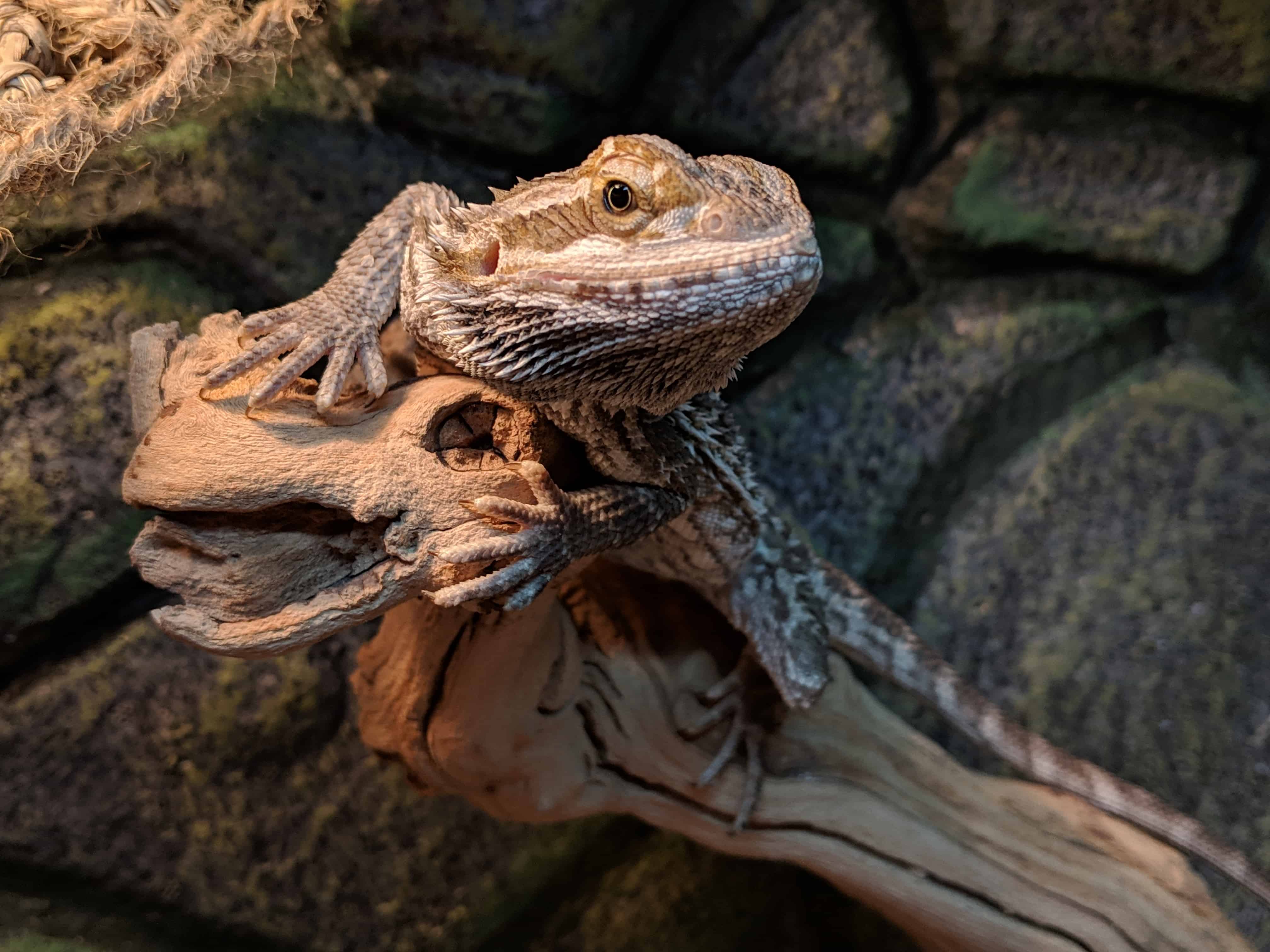 12 Essential Things All Bearded Dragons Need - Beardie Bungalow