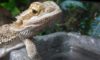 18 Critical Things to Know Before Buying a Bearded Dragon - Beardie ...
