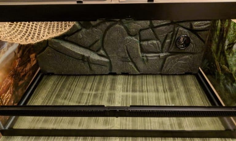 What's the right size tank For Your Bearded Dragon - Beardie Bungalow