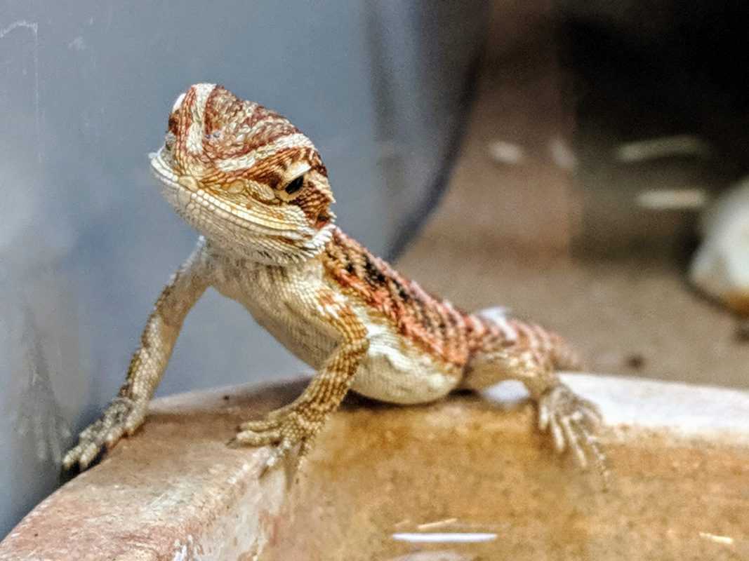A Realistic Look at the Cost of Owning a Bearded Dragon - Beardie Bungalow