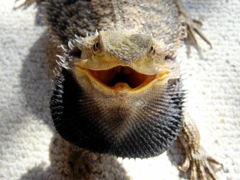 Want to walk your bearded dragon with a harness and leash? Read this ...