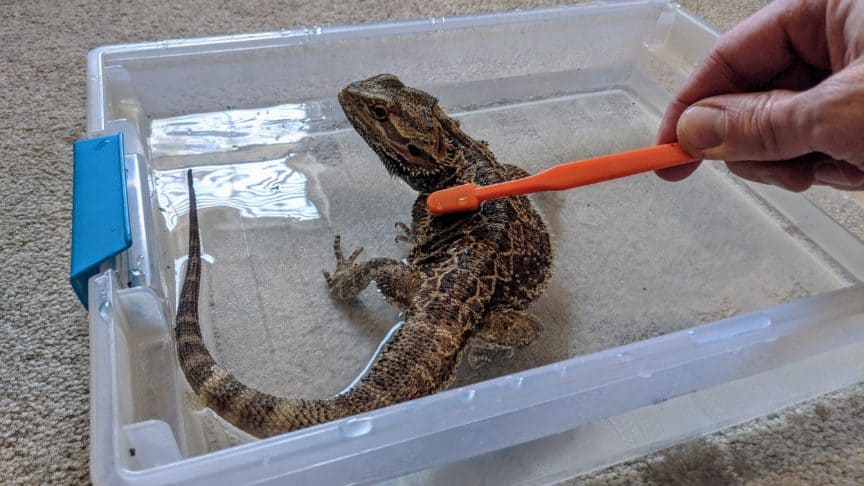 Bathing Your Bearded Dragon - A Complete Guide With Pictures - Beardie ...
