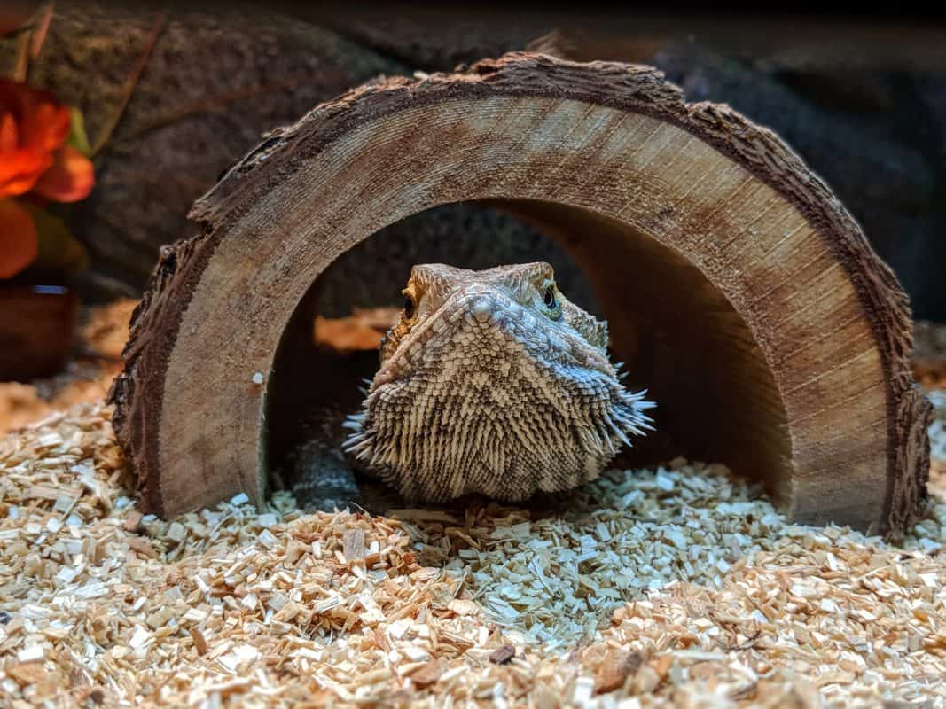 12 Essential Things All Bearded Dragons Need in 2023