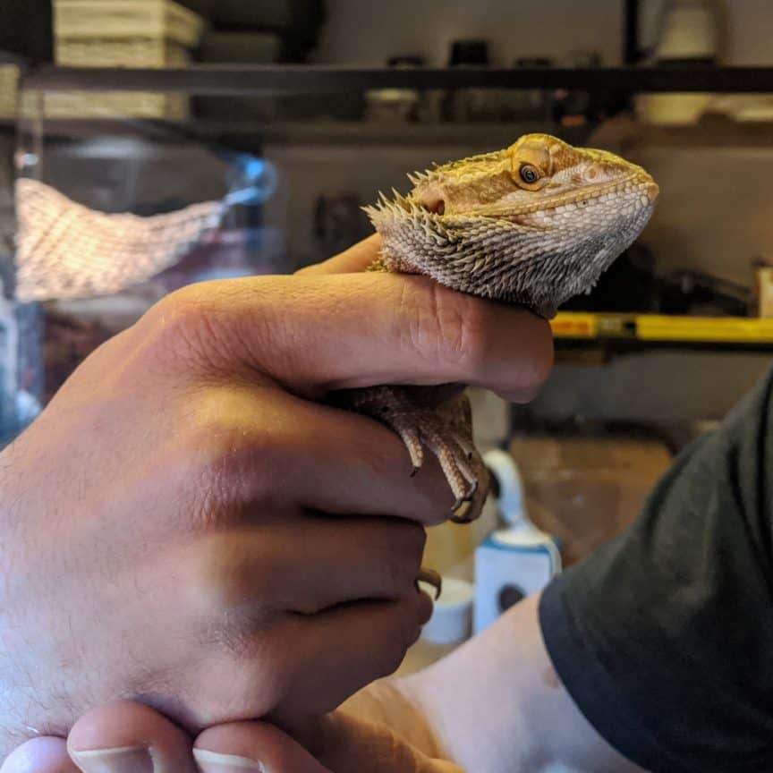 How to Safely Pick Up a Bearded Dragon... Without Getting Bit ...