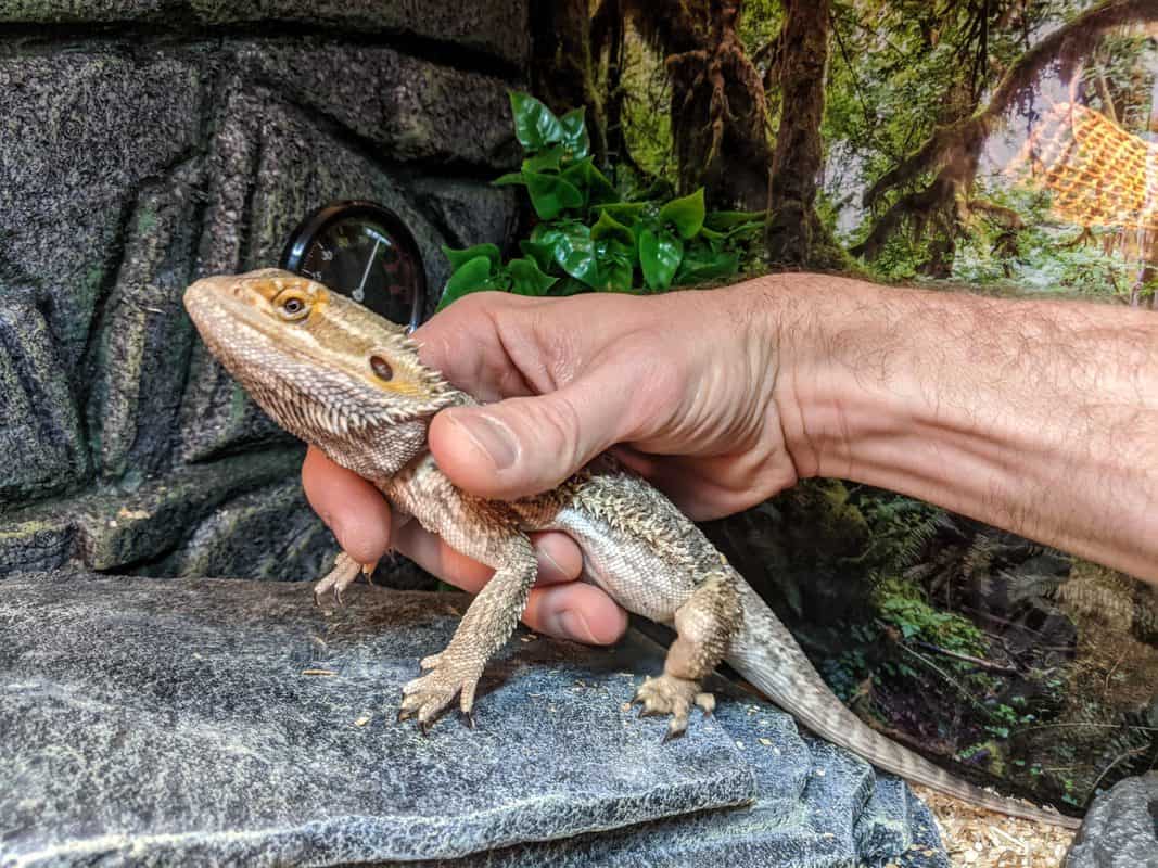 How to Safely Pick Up a Bearded Dragon... Without Getting Bit ...