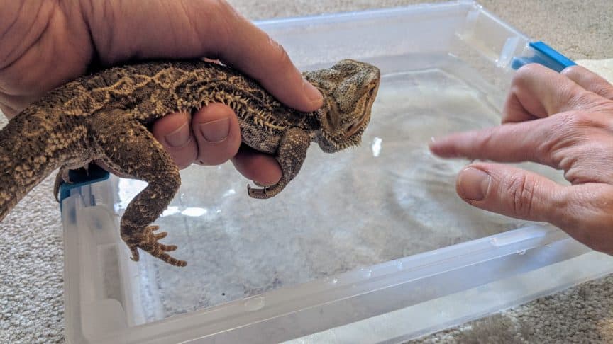 Bathing Your Bearded Dragon - A Complete Guide With Pictures - Beardie ...