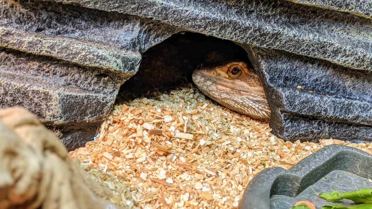 11 Things You Didn't Know Your Bearded Dragon Would Love - Beardie Bungalow