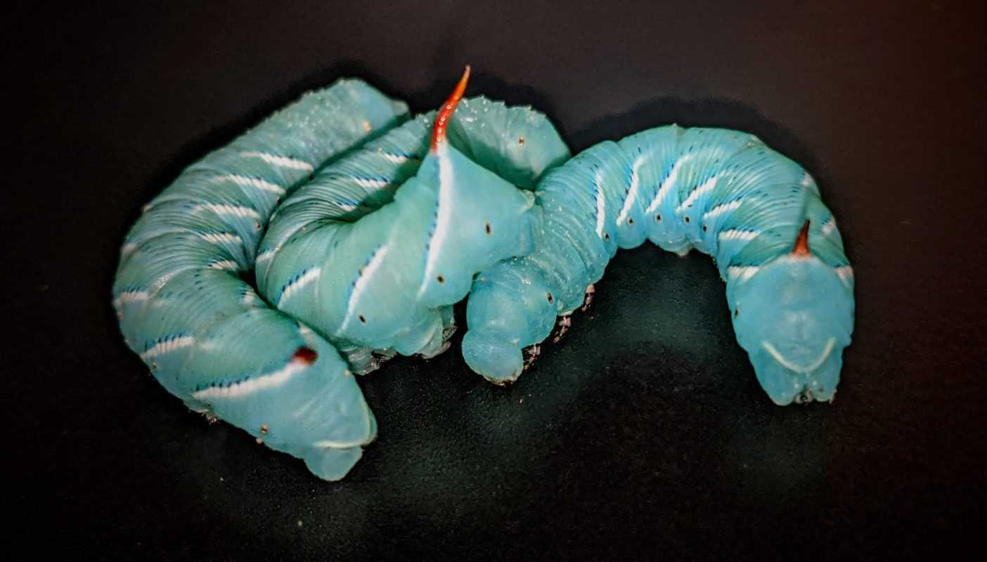 What Type of Worms Make Good Feeders for your Bearded Dragon? - Beardie ...