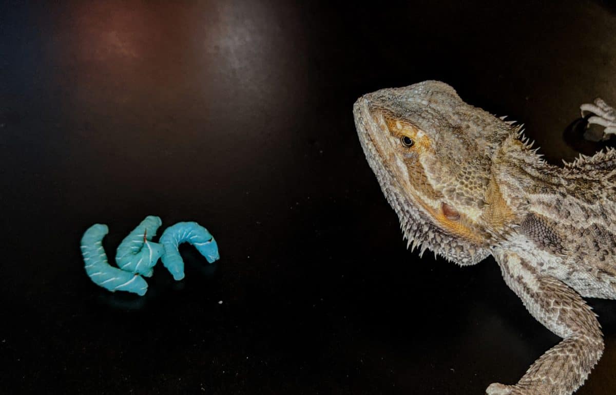 What Type of Worms Make Good Feeders for your Bearded Dragon? - Beardie ...