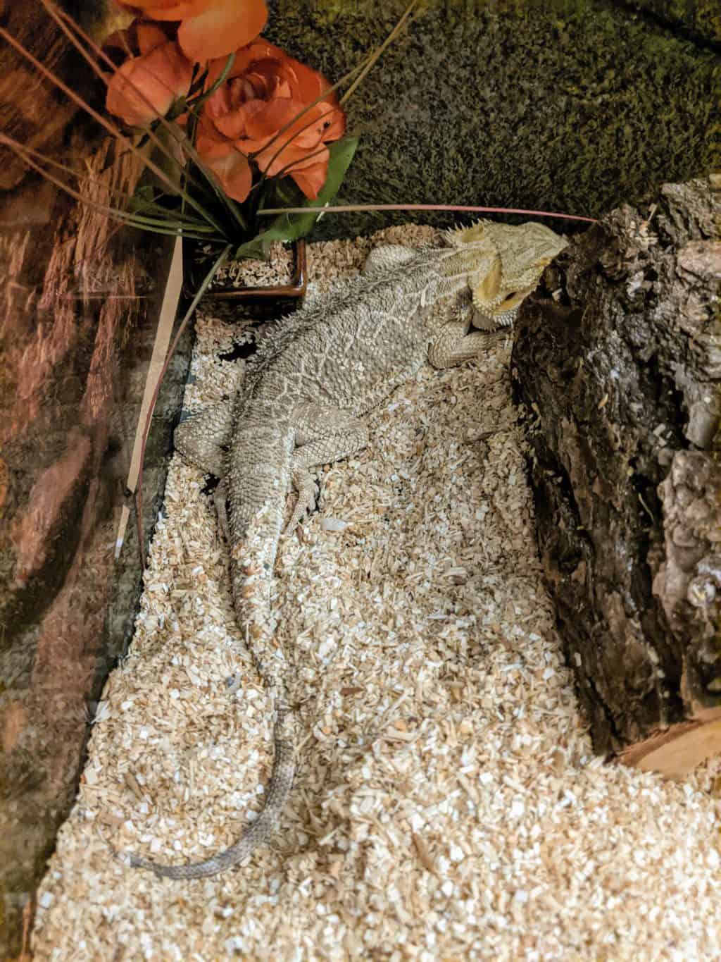 Bearded Dragon substrate. A fact-based guide to the best and worst ...
