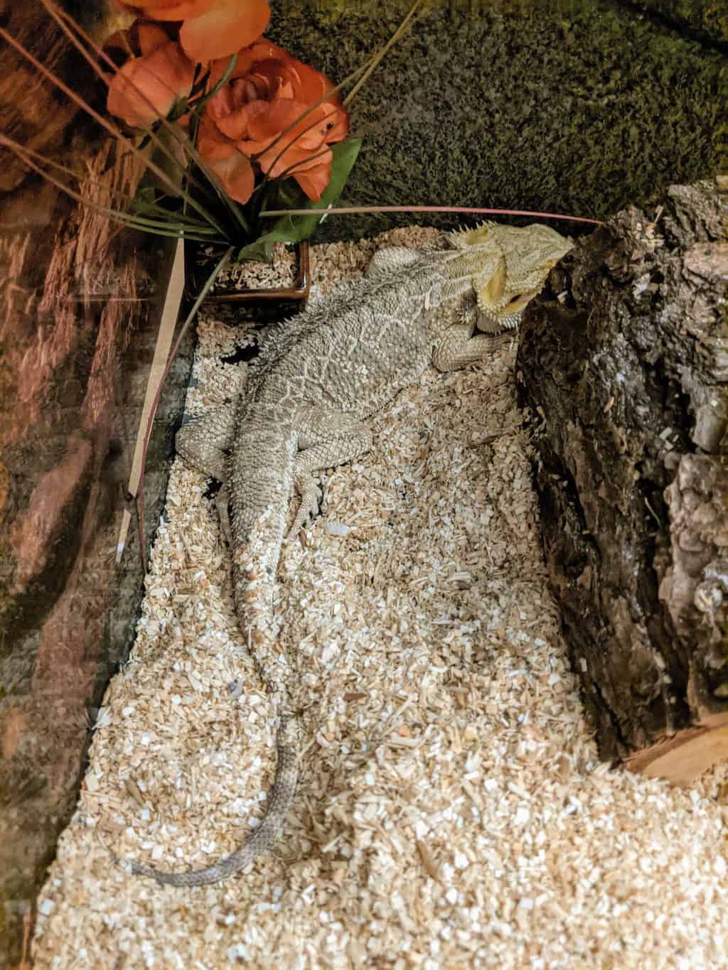 Bearded Dragon substrate. A fact-based guide to the best and worst ...
