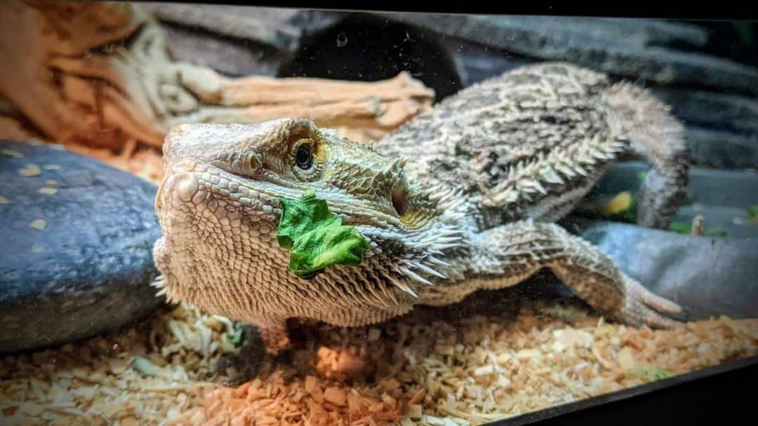 The only bearded dragon feeding guide that you'll ever need - Beardie ...