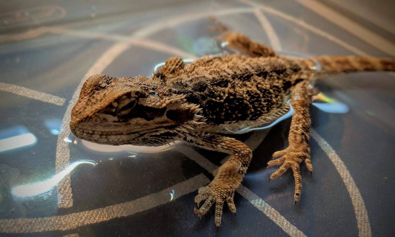 Bearded Dragon Brumation, A Practical Guide to What's Important ...