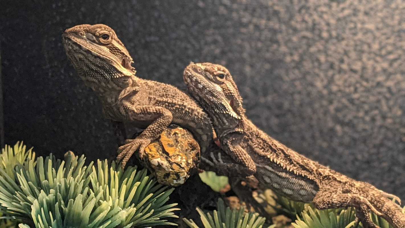Bearded Dragon Brumation, A Practical Guide to What's Important ...