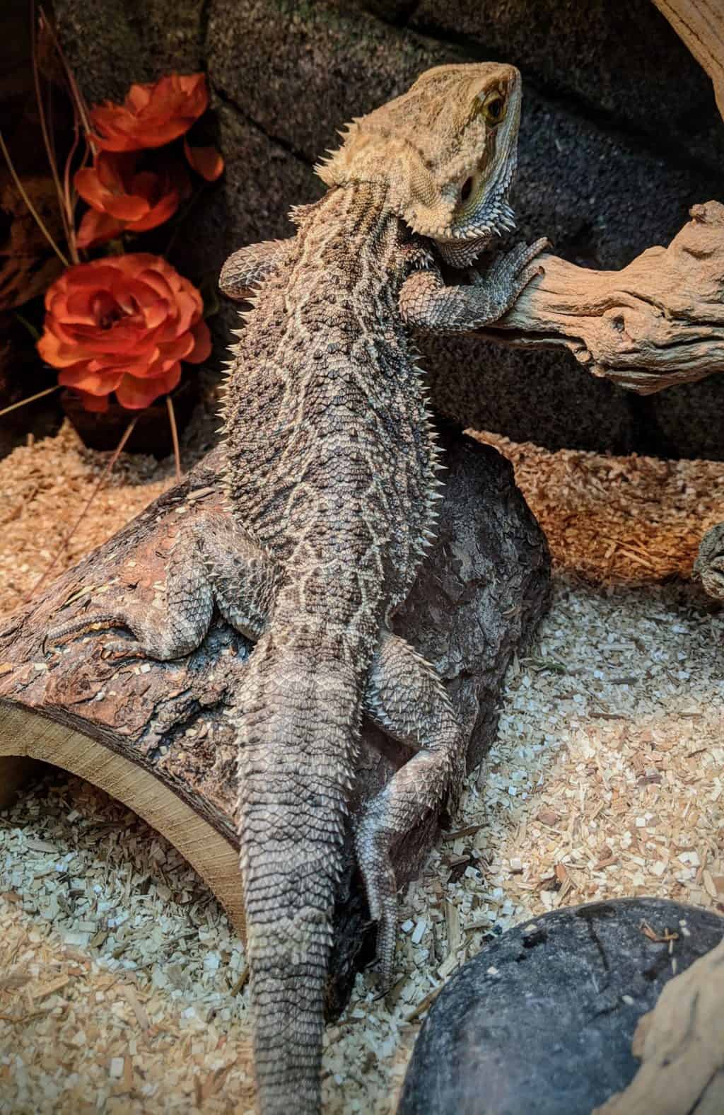 Care & Cleaning of Bearded Dragon Femoral Pores - A Practical Guide - Beardie Bungalow