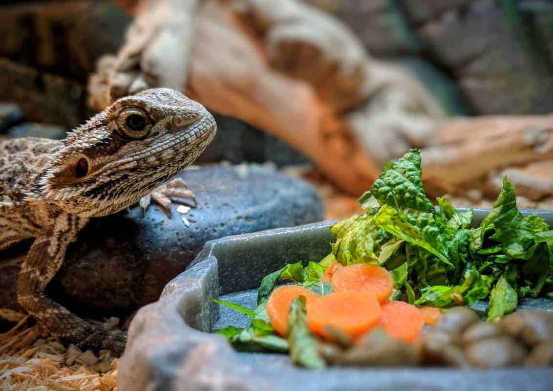 Where Should You Feed Your Bearded Dragon Beardie Bungalow