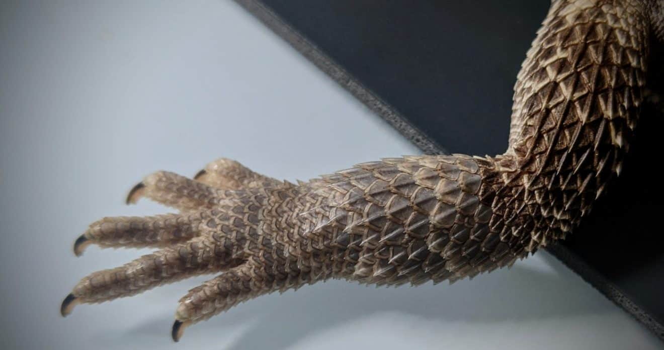 What to do when your bearded dragon sheds - Beardie Bungalow