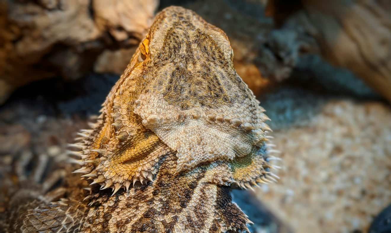 What to do when your bearded dragon sheds - Beardie Bungalow