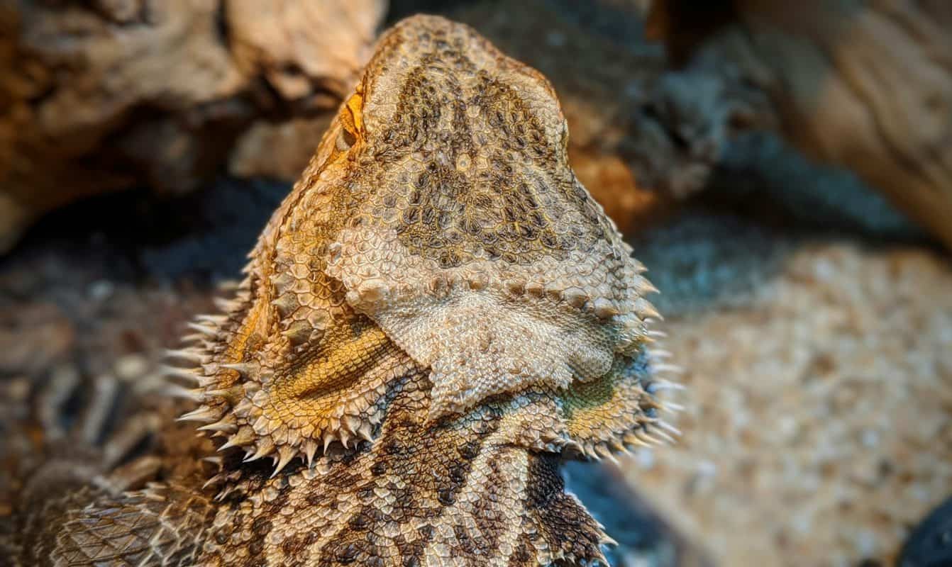What To Do When Your Bearded Dragon Sheds what-to-do-when-your-bearded-dragon-sheds