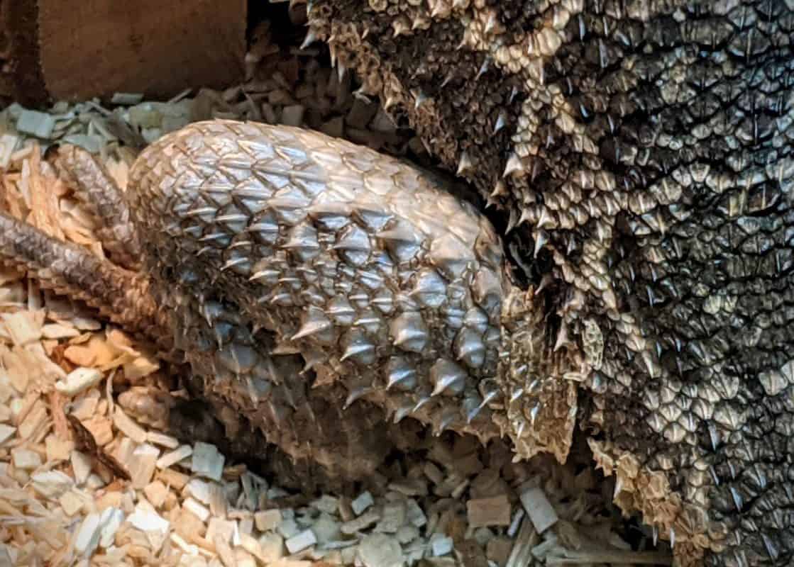 What to do when your bearded dragon sheds - Beardie Bungalow