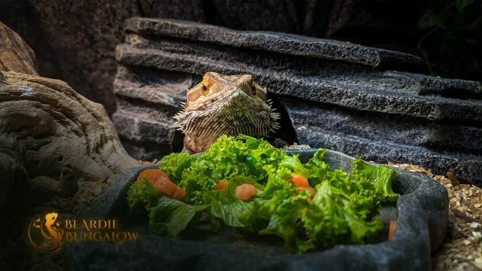 Complete Bearded Dragon Food List - Beardie Bungalow