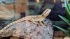 Premium & Fancy Bearded Dragons, Are They Worth The Price?
