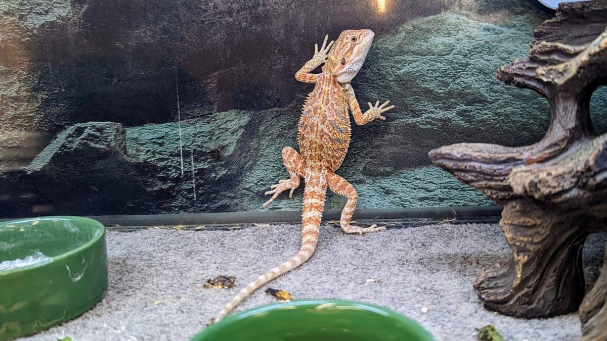 Premium & Fancy Bearded Dragons, Are They Worth The Price?