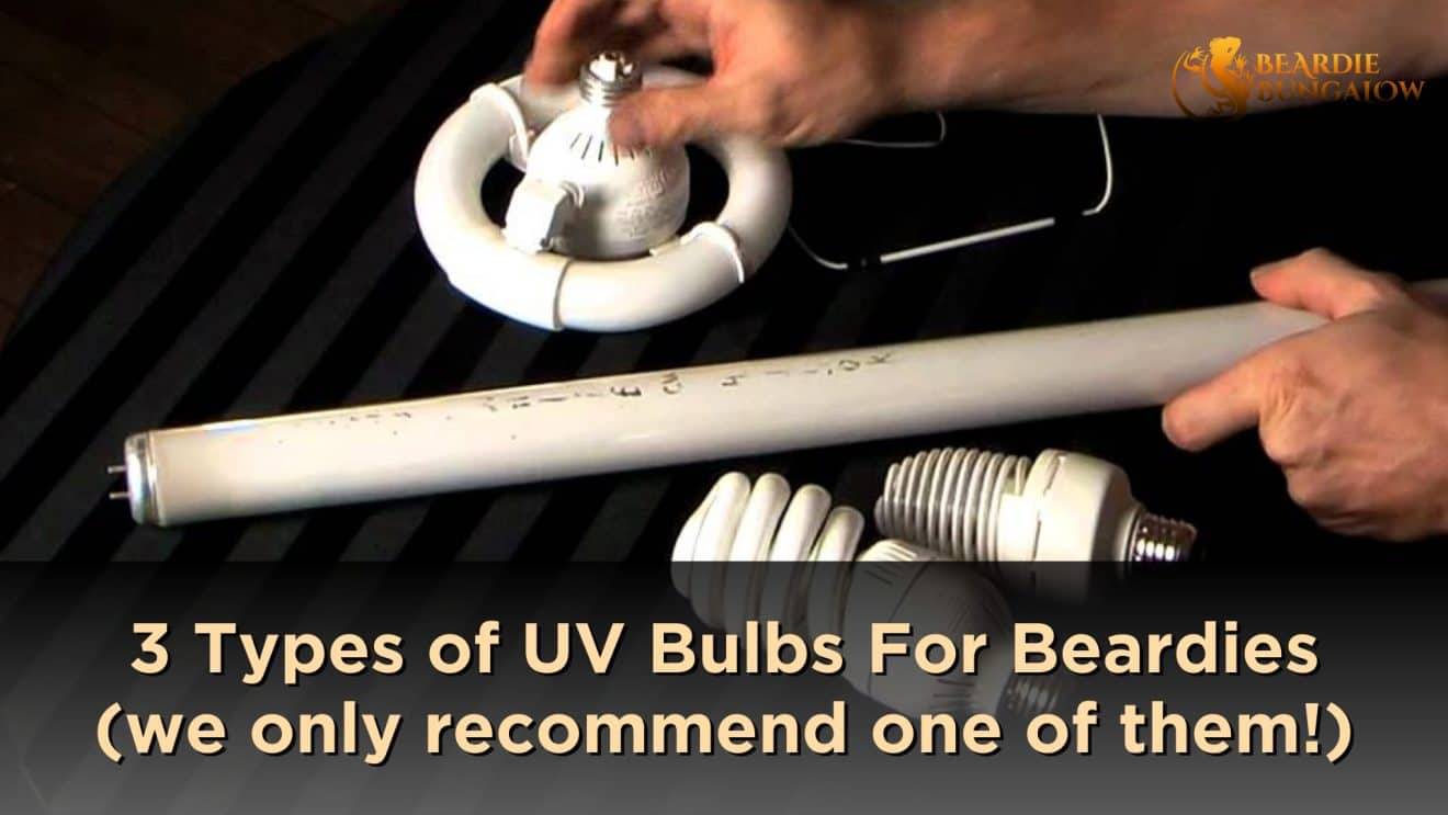 3 UVB Bulbs For Bearded Dragons, But Only One is Best!