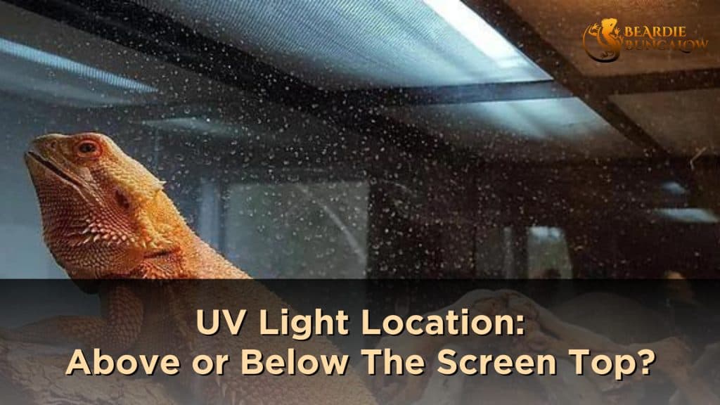 Bearded Dragon UV Light Location: Above or Below Screen Top?