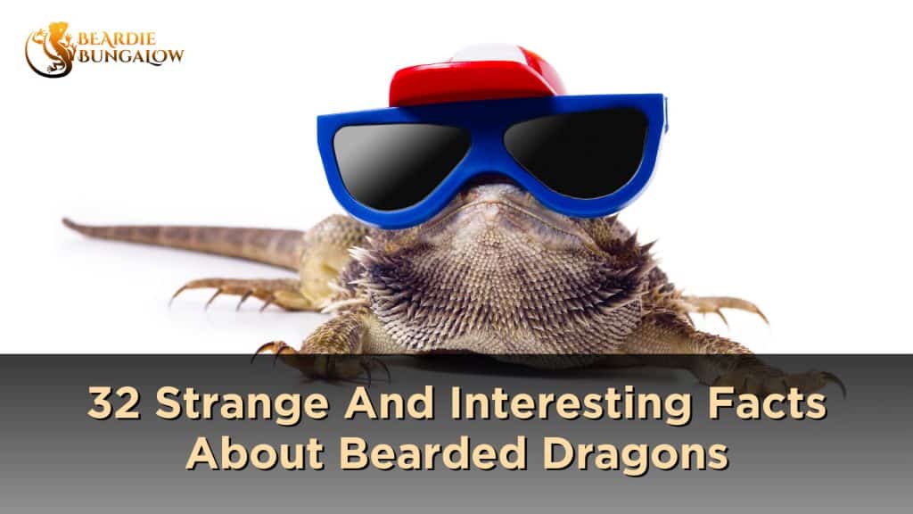 32 Strange & Interesting Facts About Bearded Dragons - Beardie Bungalow