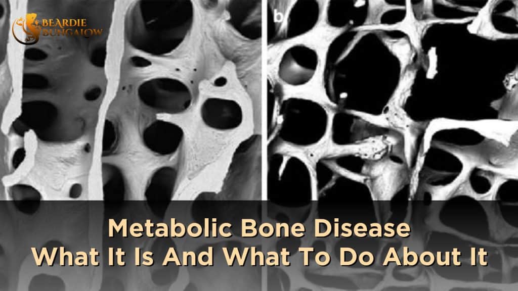Metabolic Bone Disease in Bearded Dragons - What it is and What to do ...