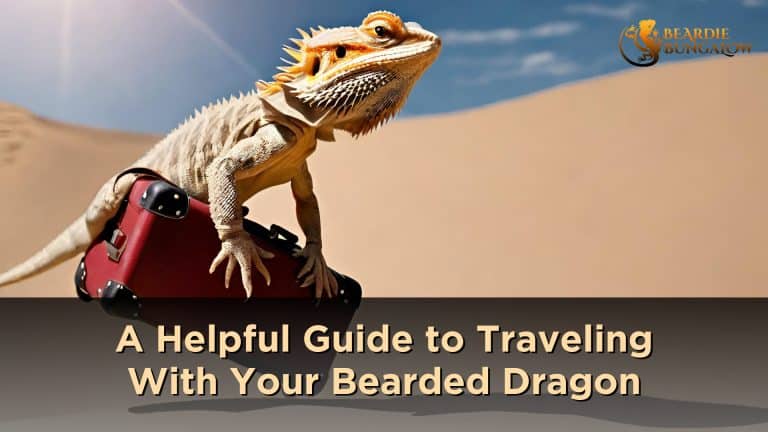 A Helpful Guide to Traveling With Your Bearded Dragon - Beardie Bungalow