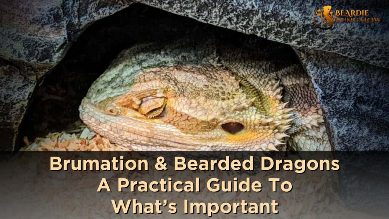 Bearded Dragon Brumation, A Practical Guide to What's Important ...