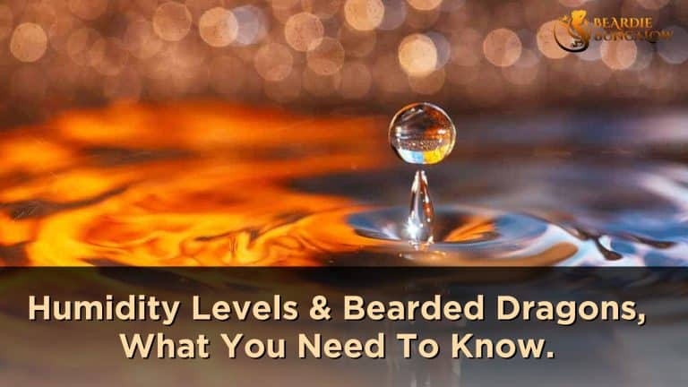 Humidity levels and bearded dragons. What you need to know. - Beardie ...