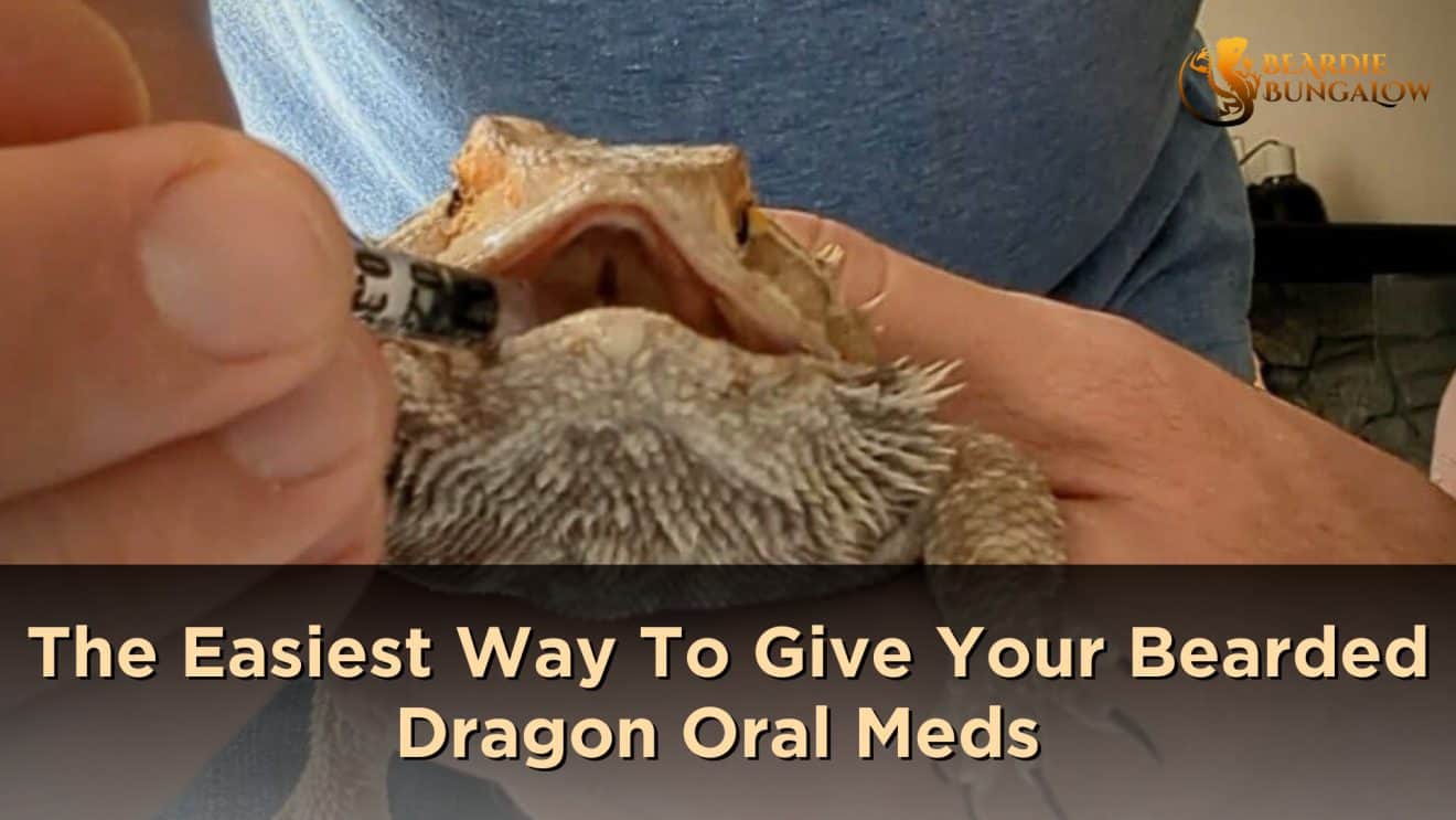 Giving Your Bearded Dragon Oral Medication - 2 Easy Methods