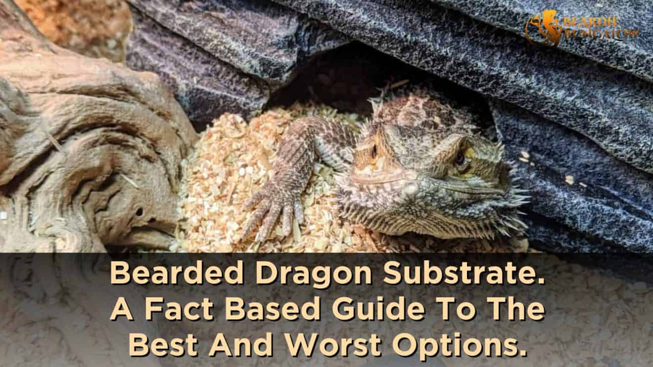 Substrate - Beardie Bungalow